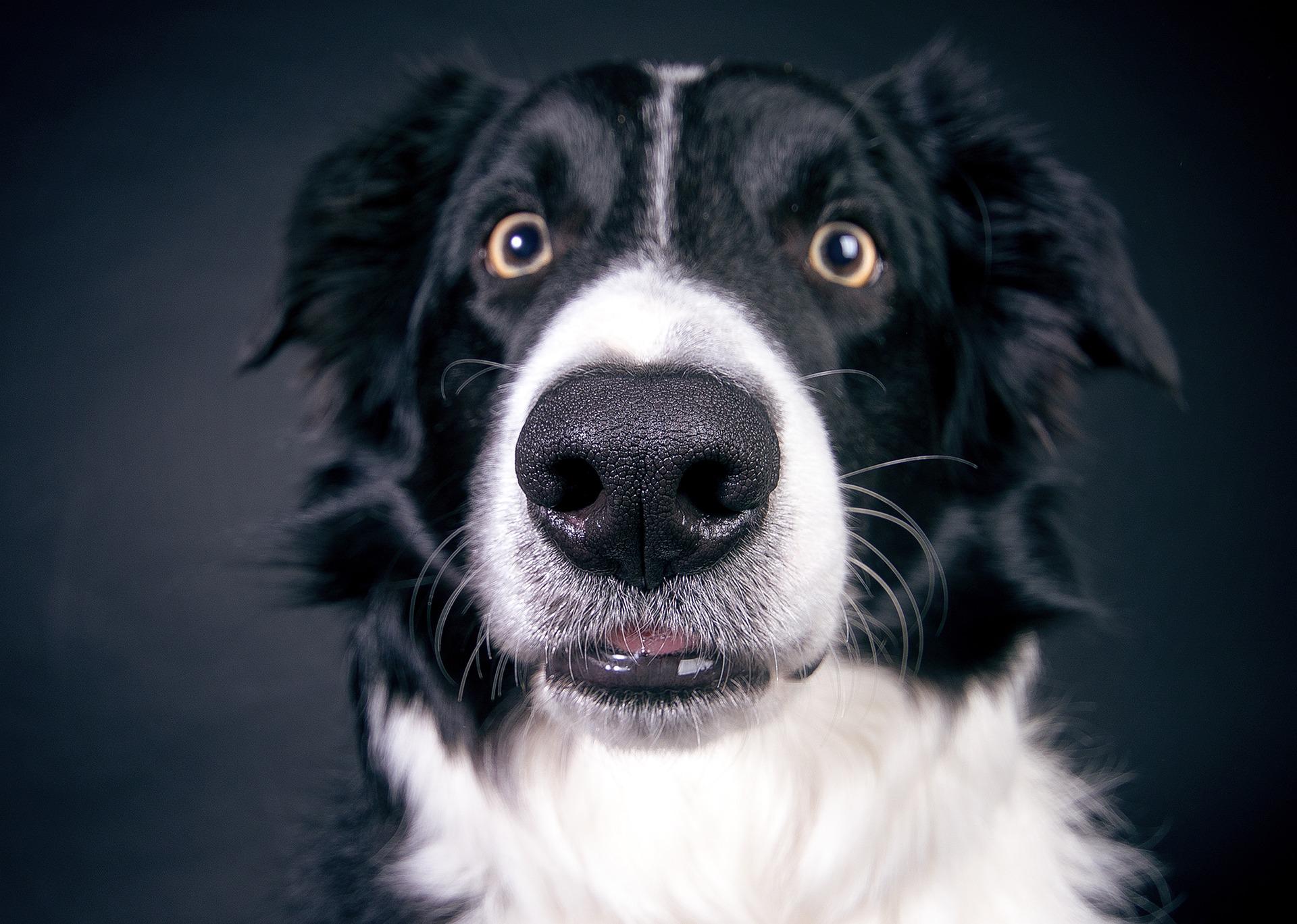 Border Collie Infos | spielenderhund.de