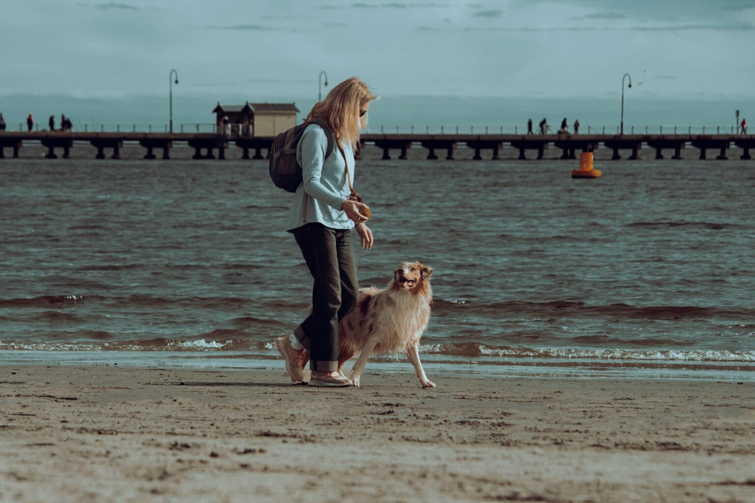 Wie bringe ich meinem Hund apportieren bei? | spielenderhund.de