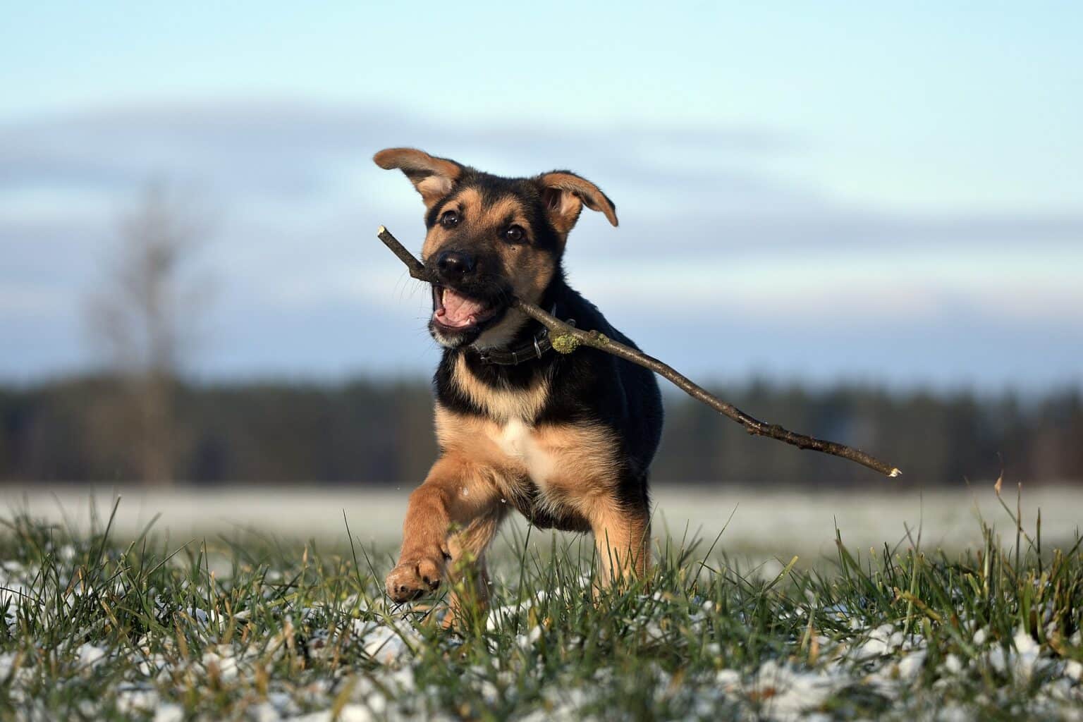 Warum knabbern Hunde | spielenderhund.de