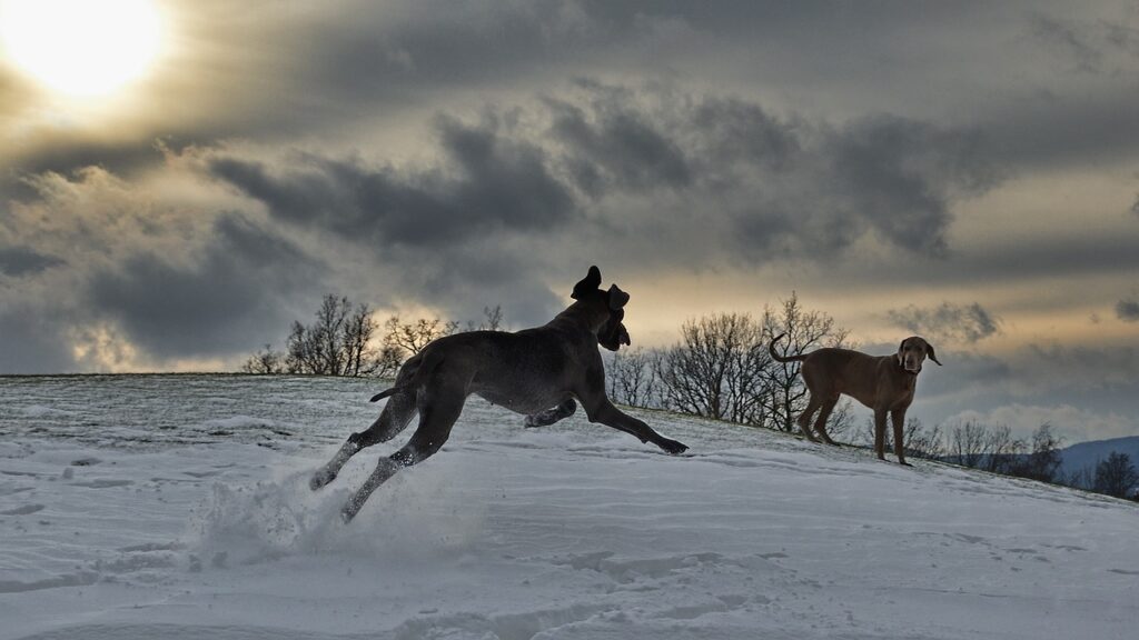 Wunderschone Fremder Hund Rennt Auf Meinen Hund Zu Ebenbild