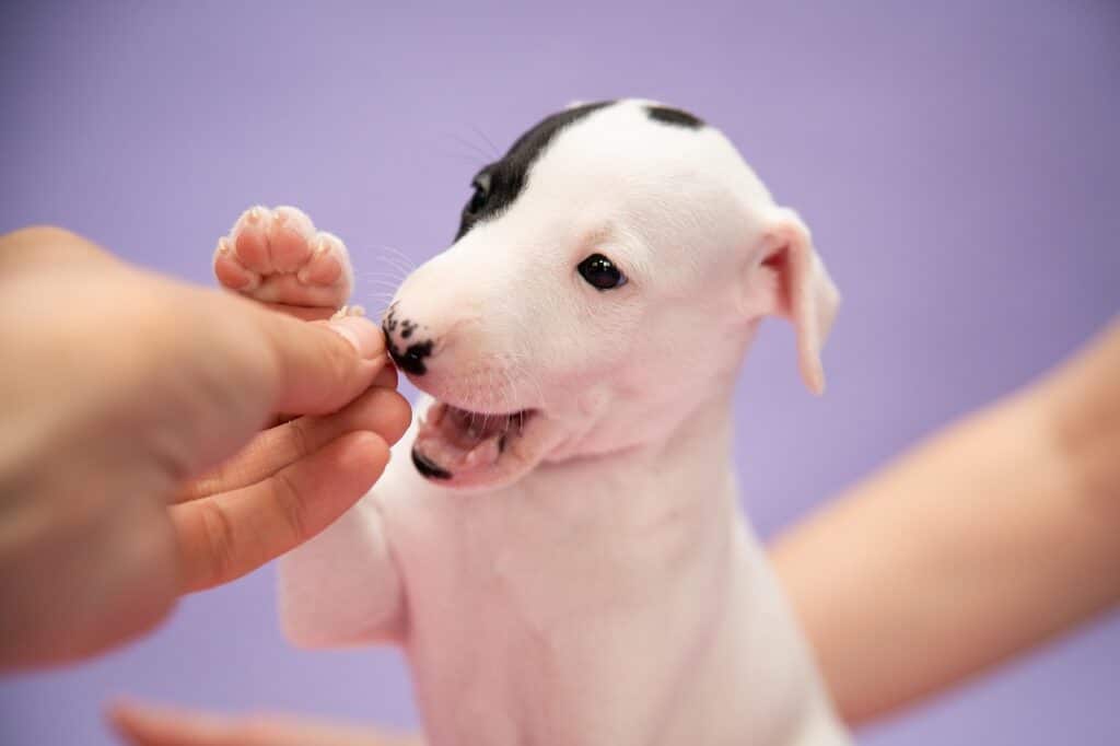 Kind zum Geburtstag einen Hund schenken | spielenderhund.de